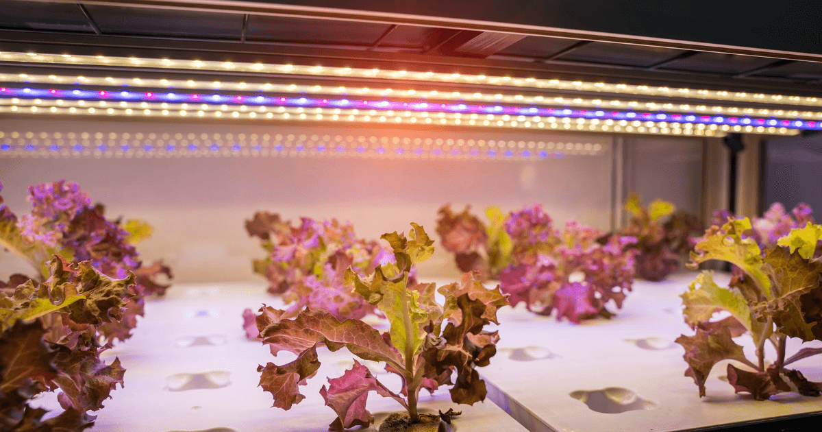 Indoor Farming LED Lights - indoorfarminghub.com