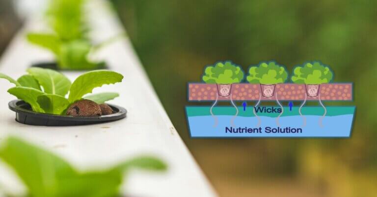 The Wick System: Simplicity in Hydroponics - indoorfarminghub.com