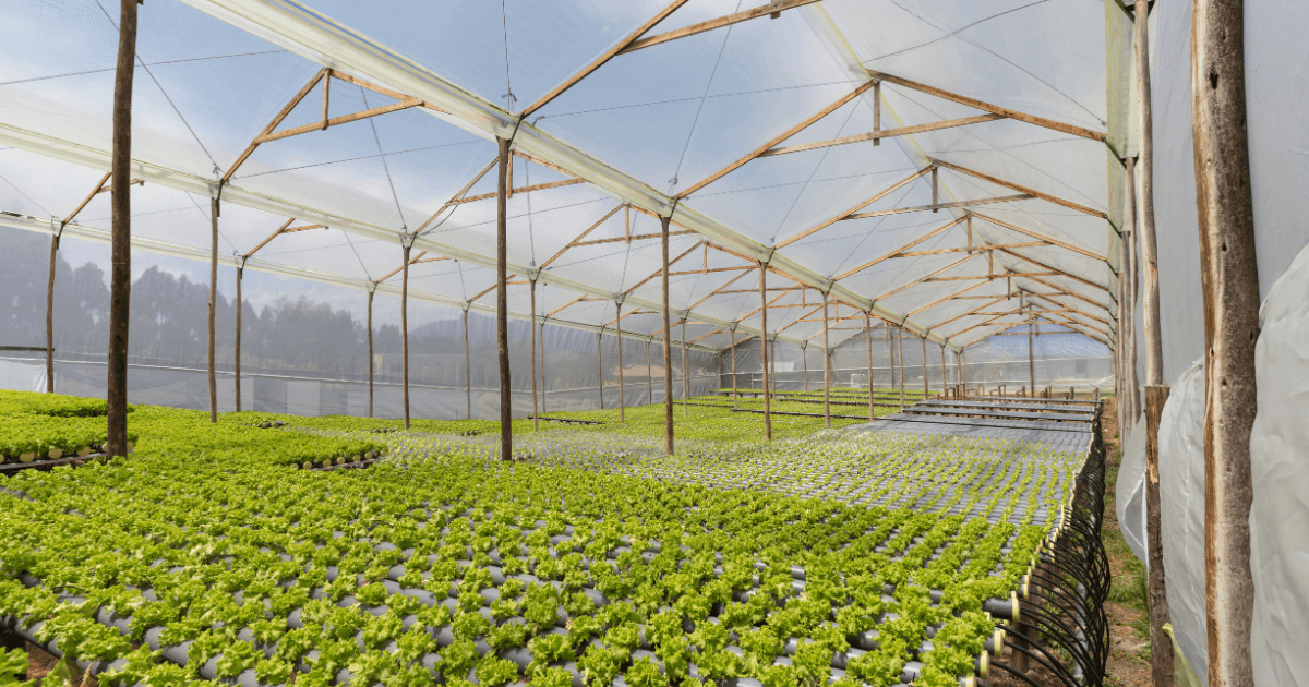 The Best Crops for Indoor Farming - indoorfarminghub.com