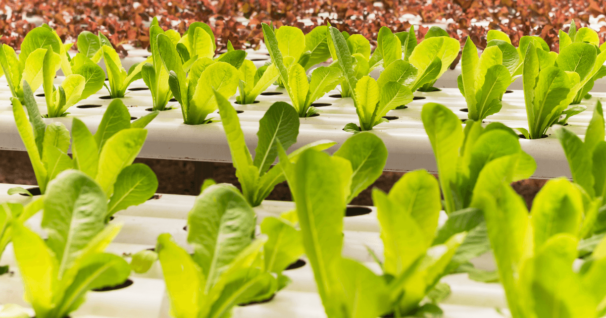 Ebb and Flow (Flood and Drain) System Explained - indoorfarminghub.com