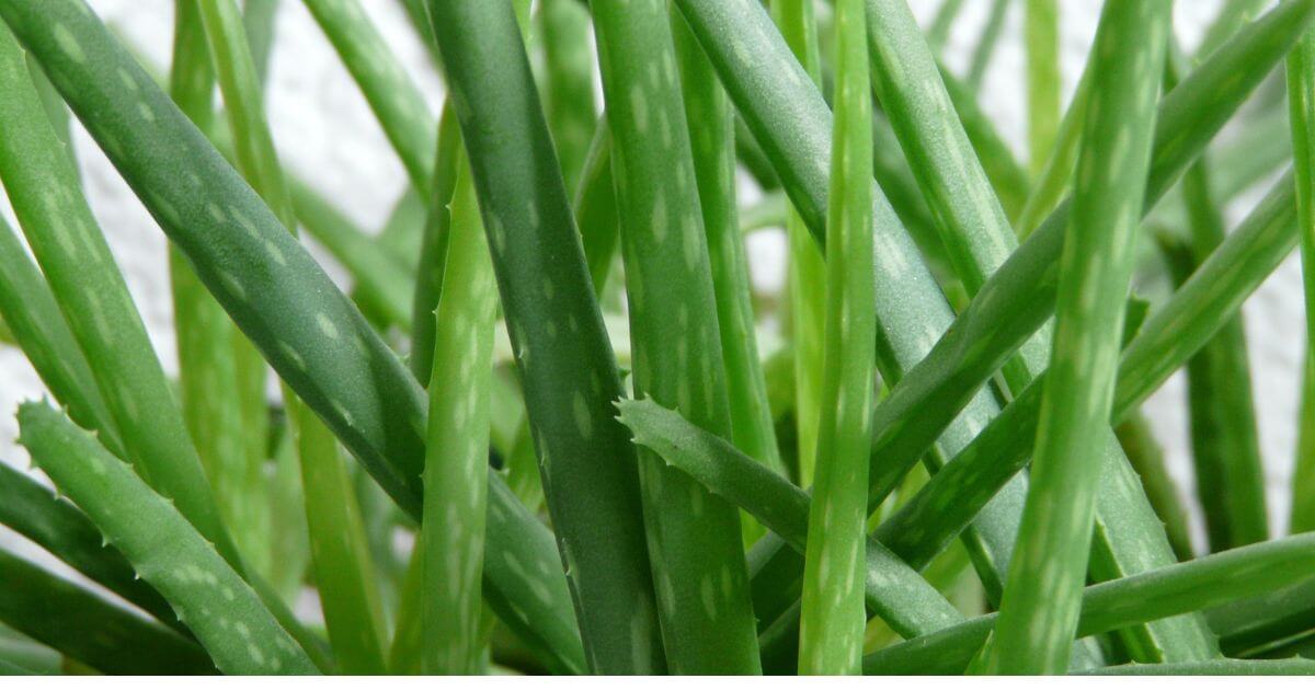 How to Grow Aloe Vera Indoors: 15 Proven Tips for Thriving Plants ...