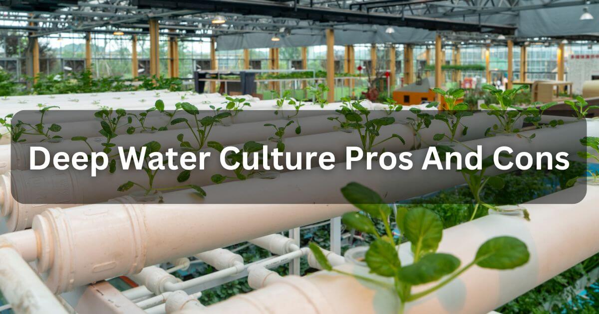 The Powerful Truth About Deep Water Culture Pros and Cons ...