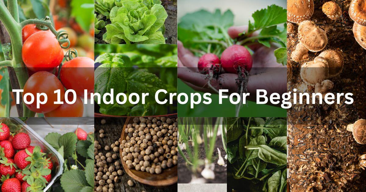 Top Crops for Profitable Farming: Maximize Your Yield with High-Demand ...