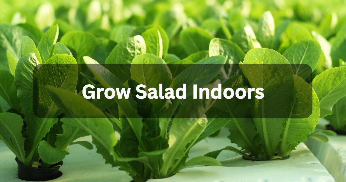 Irresistible Guide: How to Grow Salad Indoors All Year Long ...