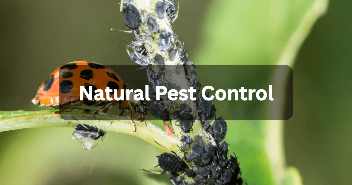 Mastering Natural Pest Control: 10 Powerful Solutions That Actually ...