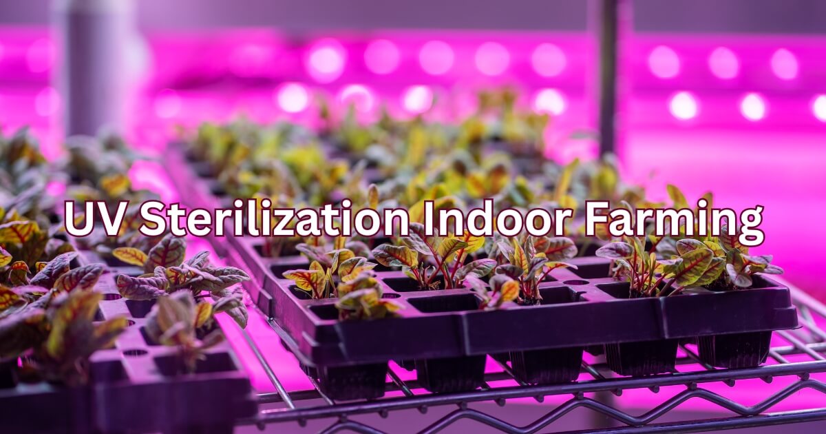 UV Sterilization Indoor Farming: A Game-Changer for Clean, Healthy ...